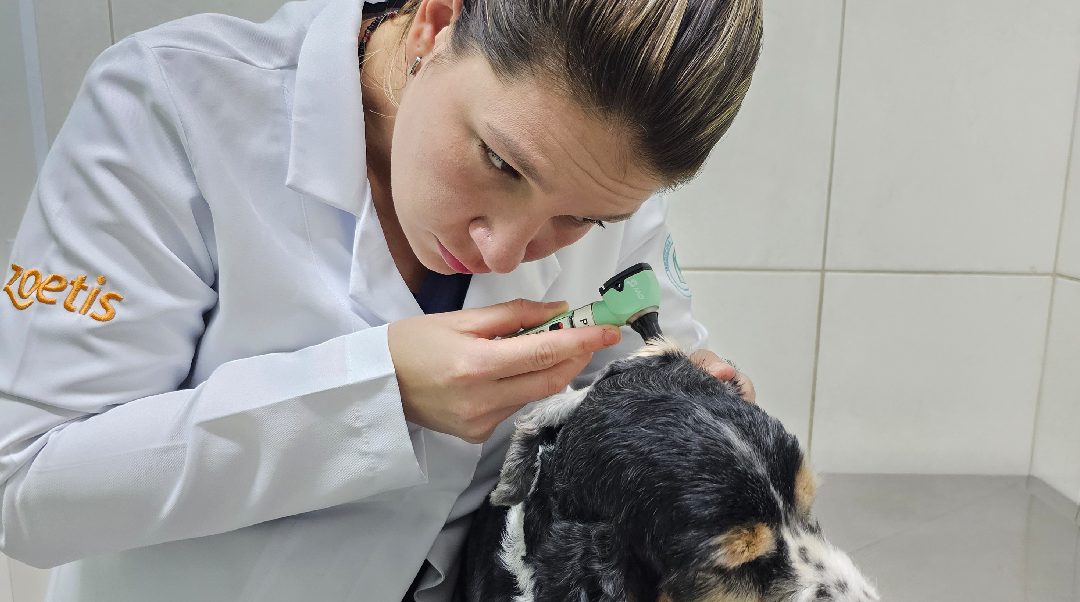 Home - Centro Veterinário Petvida